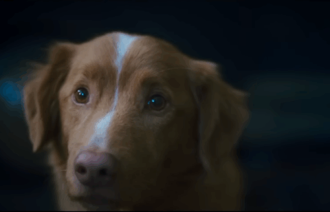 “Throw Us a Bone!” — The Dog from Good Boy Begs the Academy for an ...