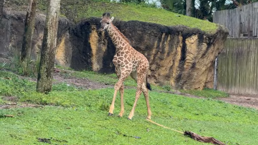 New Baby Giraffe Debuts at Disney's Animal Kingdom in Kilimanjaro Safaris